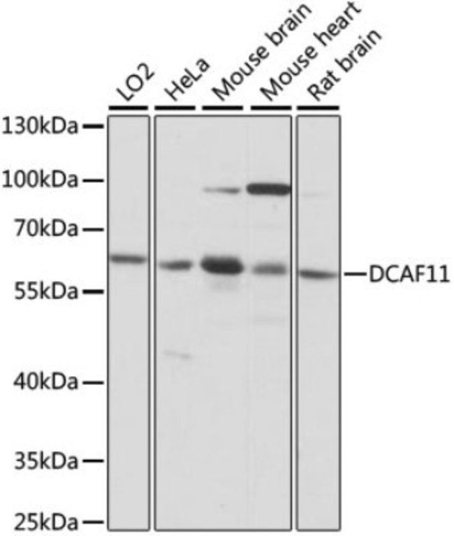 DCAF11 Rabbit anti-Human, Mouse, Rat, Polyclonal, Novus Biologicals 20 | Fisher Scientific